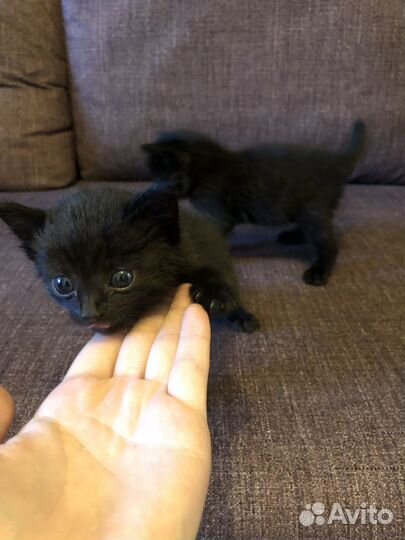 Котенок, в добрые руки