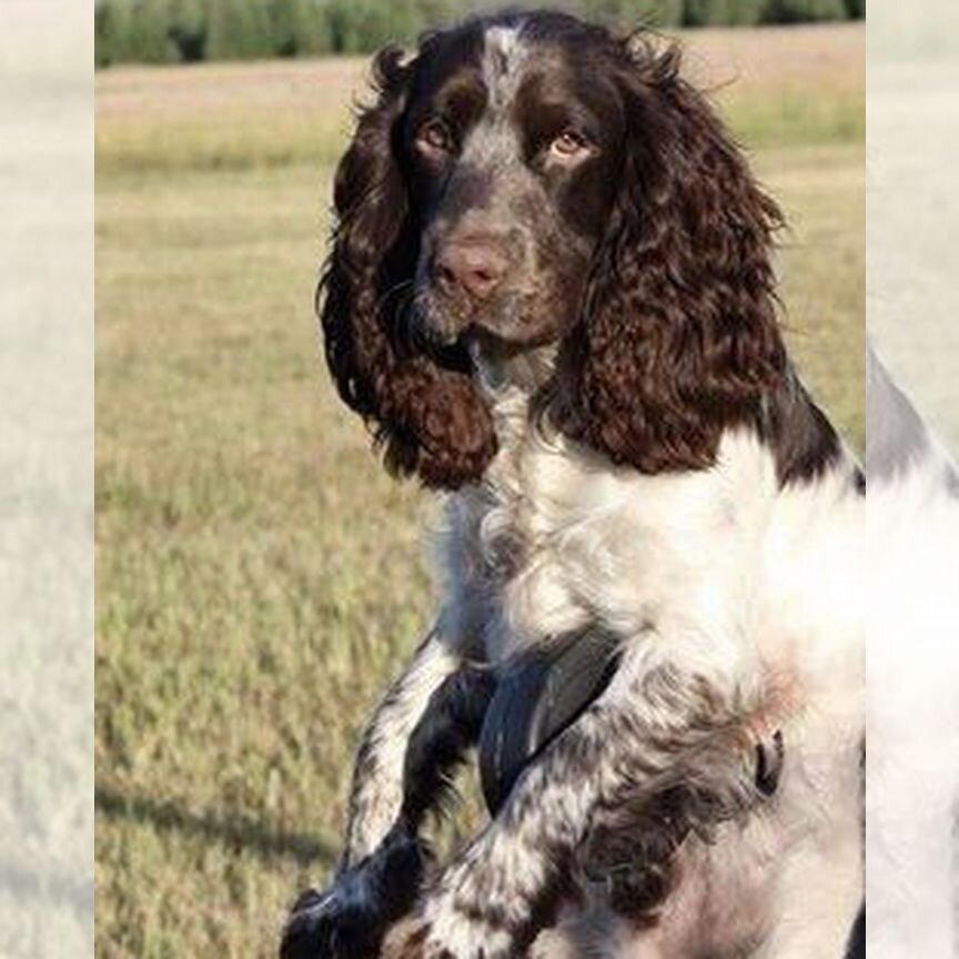 Русский спаниель на вязку