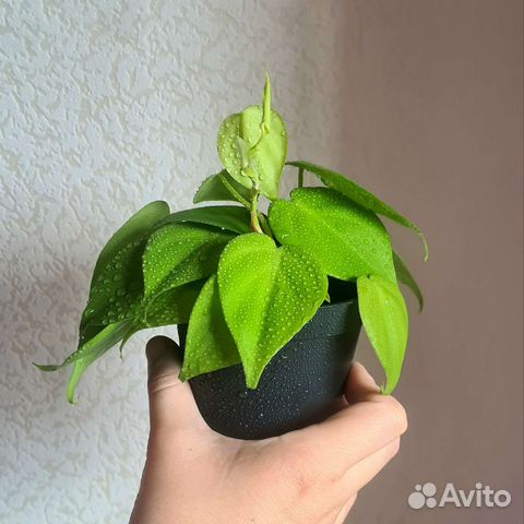 Укоренённые черенки комнатных растений купить в Санкт-Петербурге ...