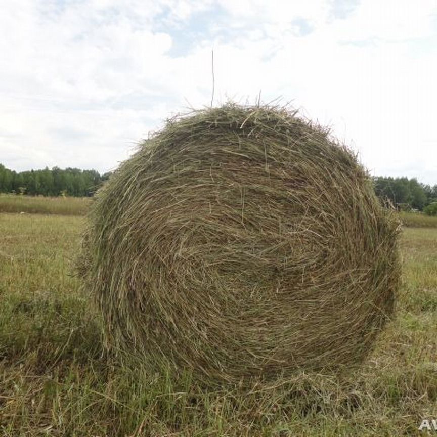 Продаю сено