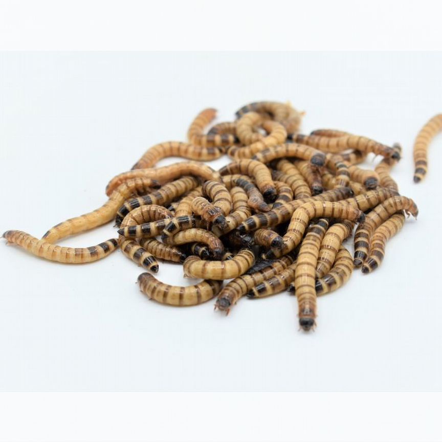 Насекомые для рептилий