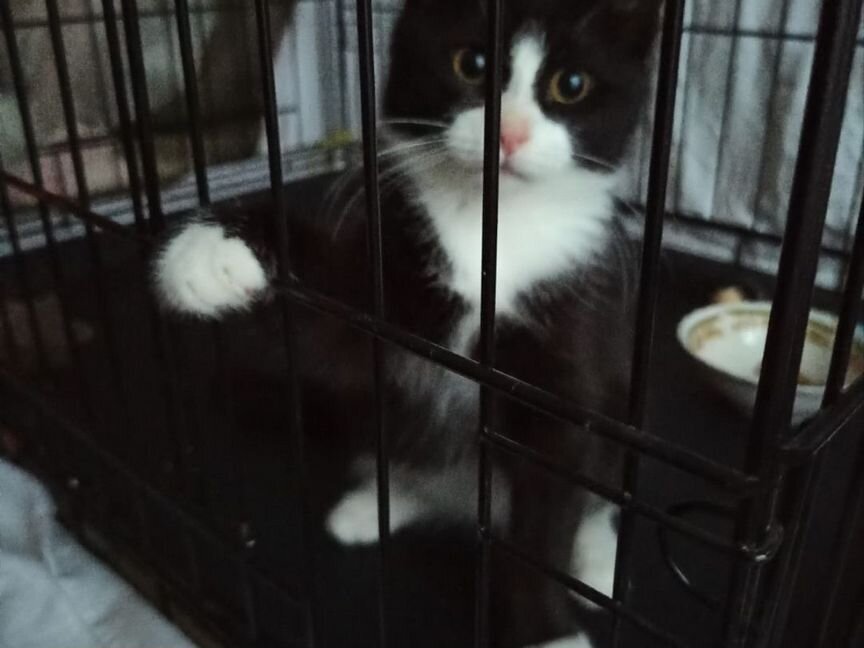 Котеночек девочка очень хочет домой