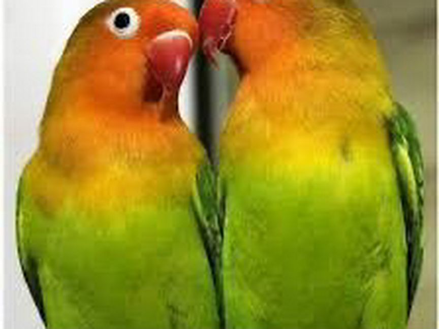 Неразлучники Фишера пара