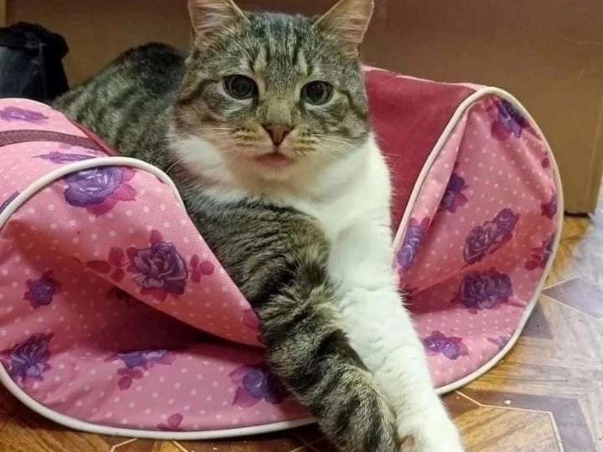 Сенька и шапка