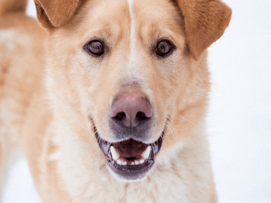 Пёс-компаньон в добрые руки