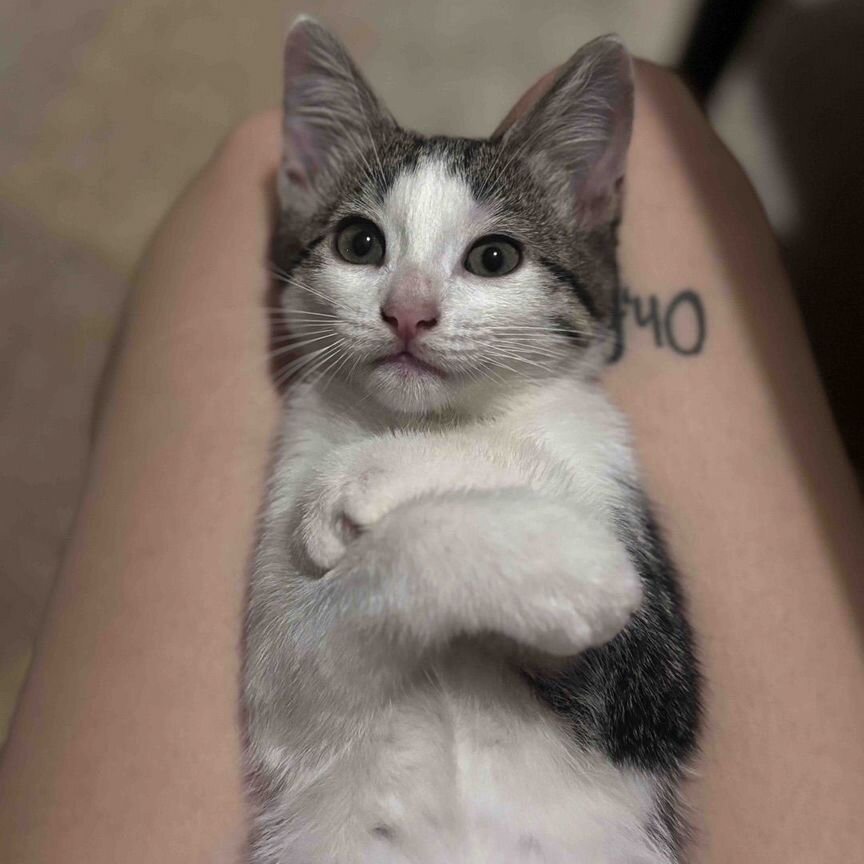 Беспородная, но очень симпатичная кошечка