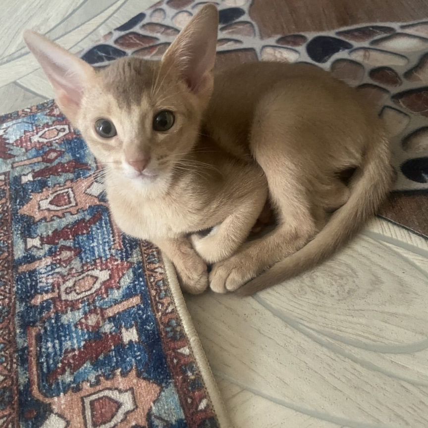 Абесинский котенок