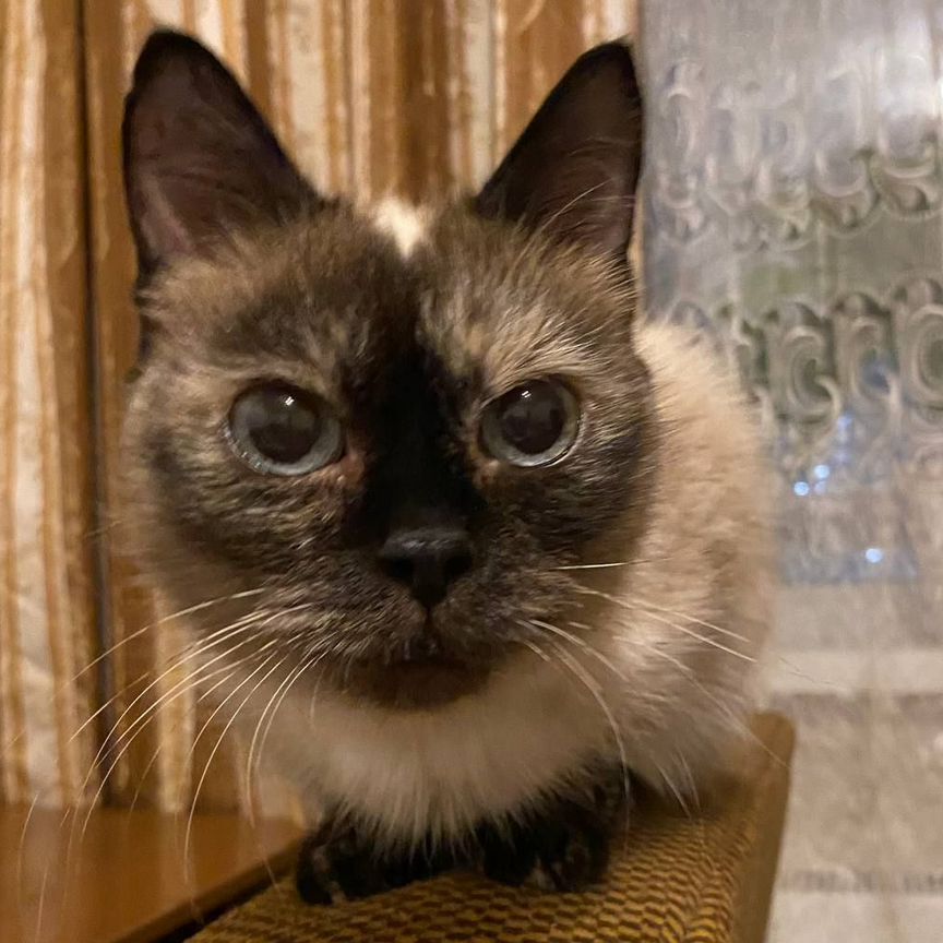 Найдена кошка