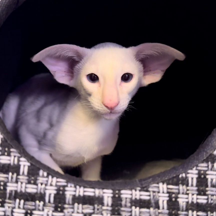 Ориентальные котята