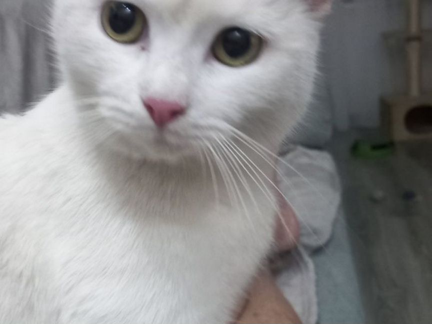 Кошка в добрые руки