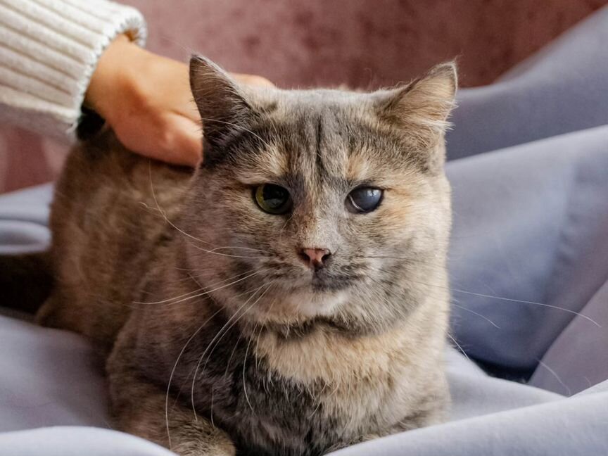 Робкая кошечка Фрея