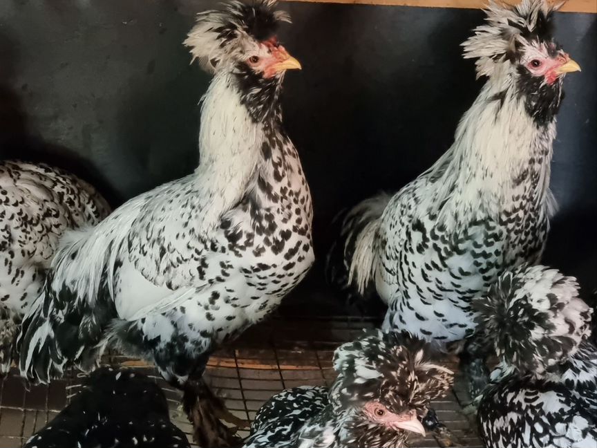 Павловское серебро