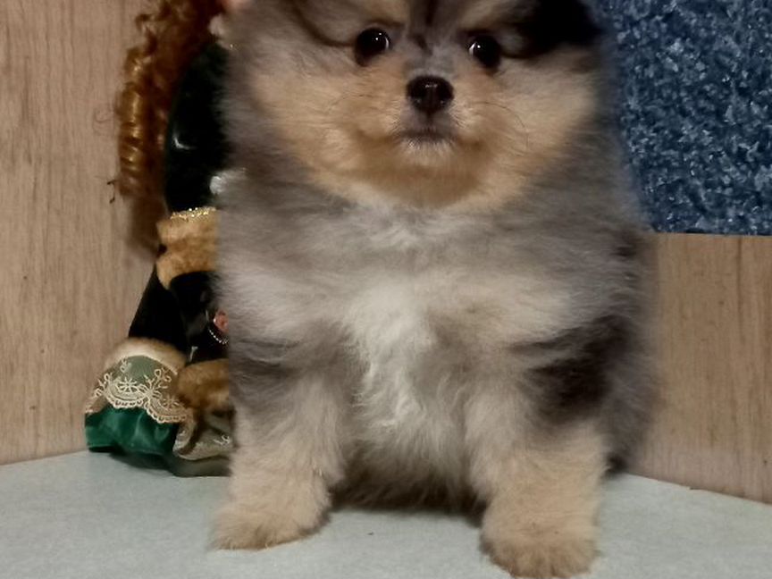 Щенки мраморного шпица