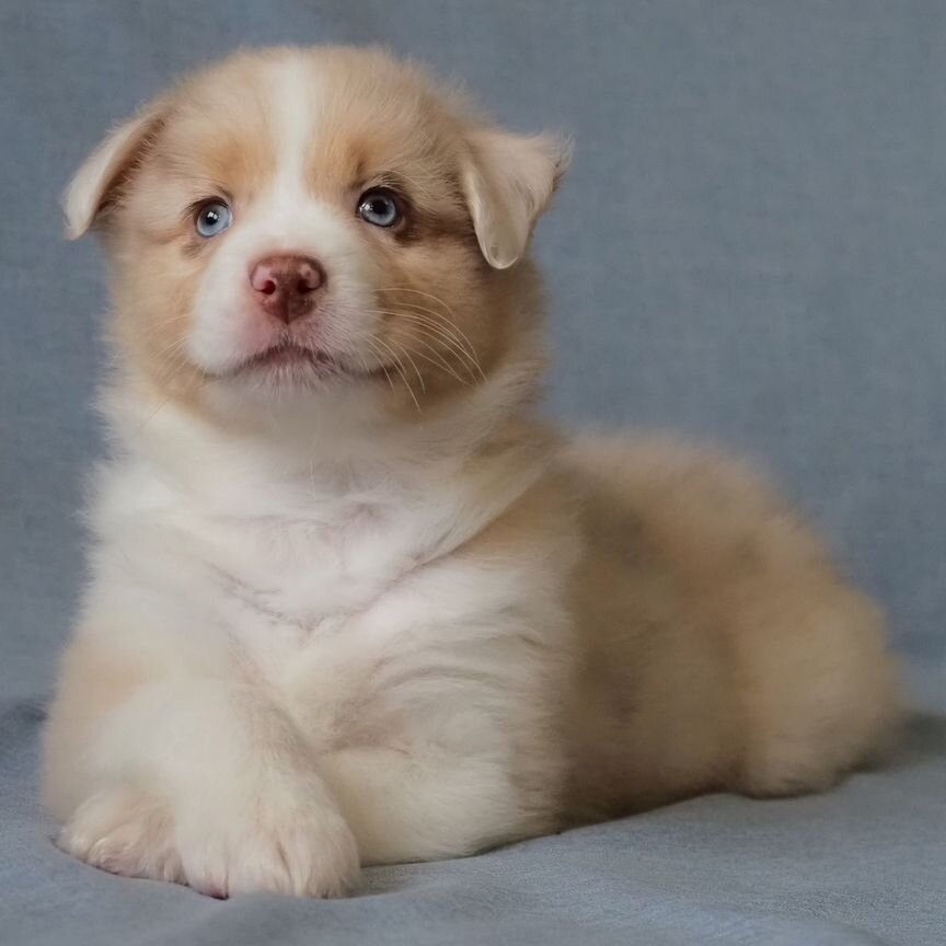 Австралийская овчарка, щенок