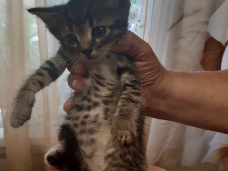 Котики бесплатно в добрые руки