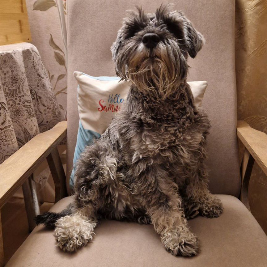 Цвергшнауцер, взрослая собака