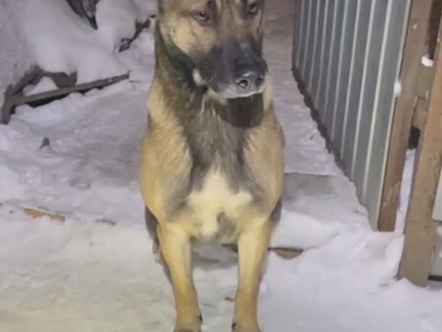 Кабель для случки