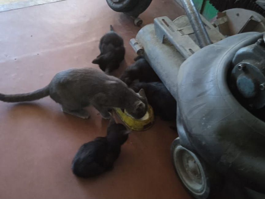 Котята в добрые руки бесплатно