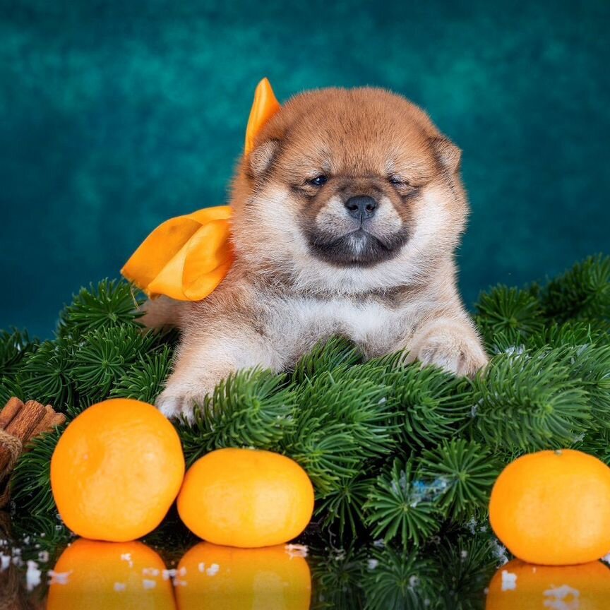 Шикарные щенки сиба шиба ину