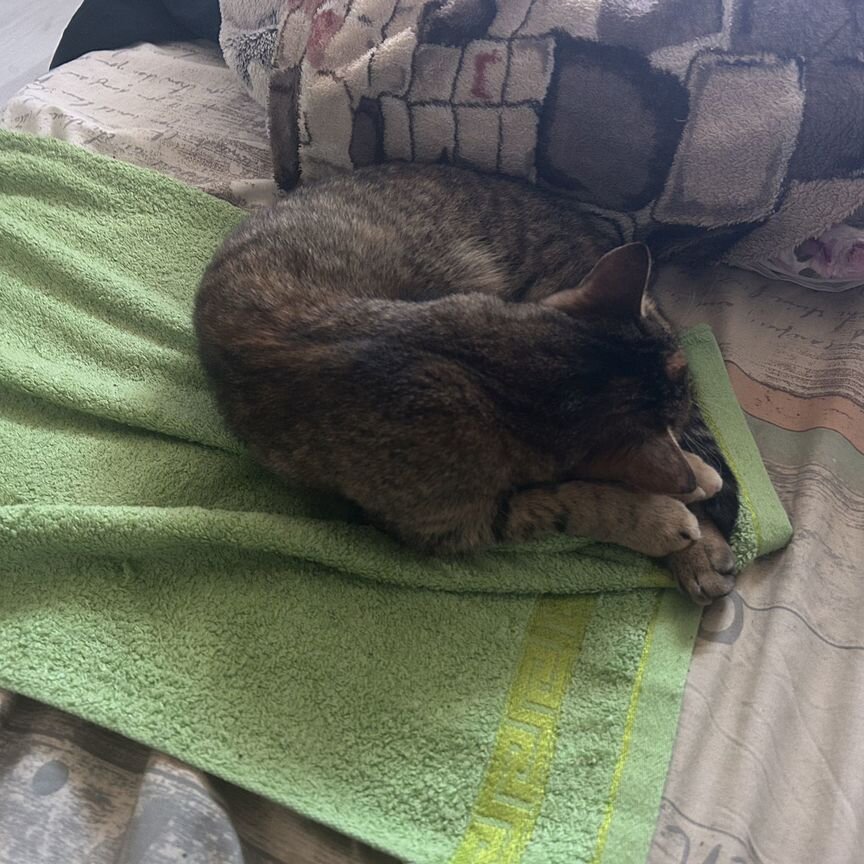 Отдам добрую кошку. Любит гладиться. 2,5 года возр