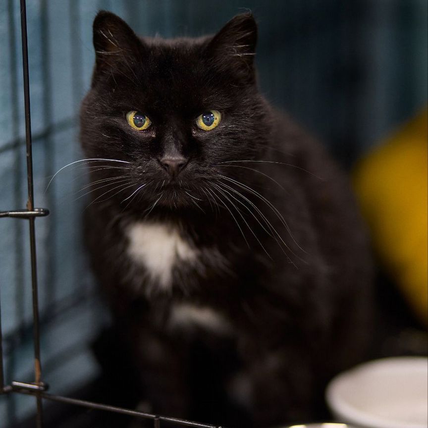 Взрослая кошка в добрые руки