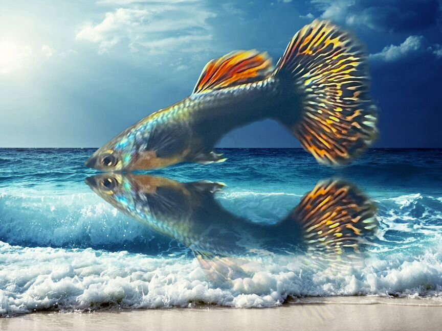 Blue Dragon гуппи Дамбо (чистая линия)