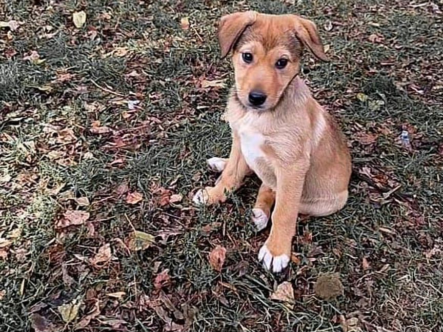 Щенок девочка Маркиза в добрые руки бесплатно