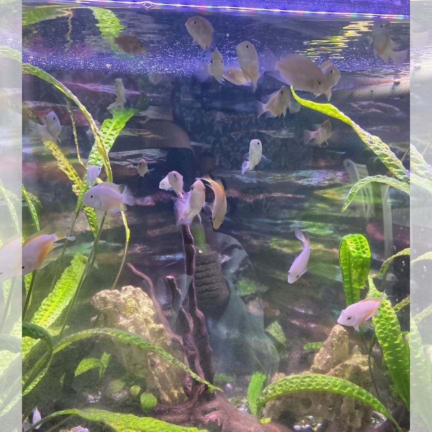 Рыба цихлида фламинго