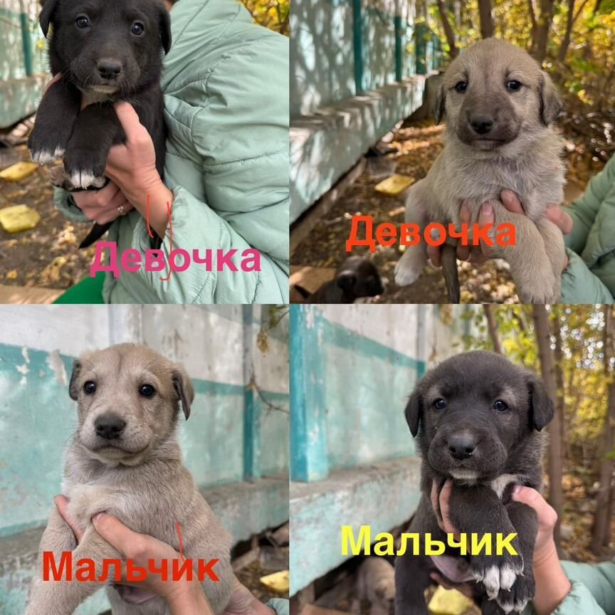 Отдам в добрые руки