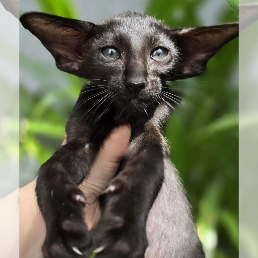 Ориентальный котёнок