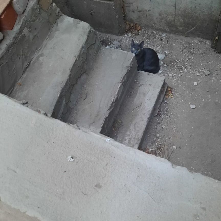 Котик британец в добрые руки