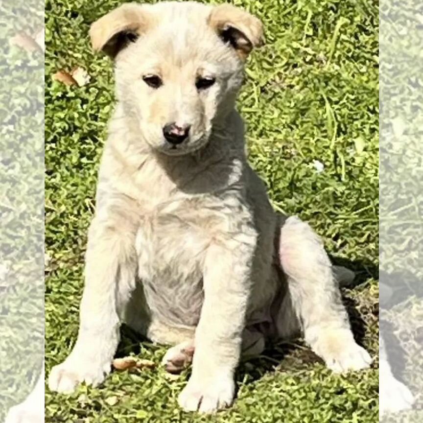 Щенок в добрые руки