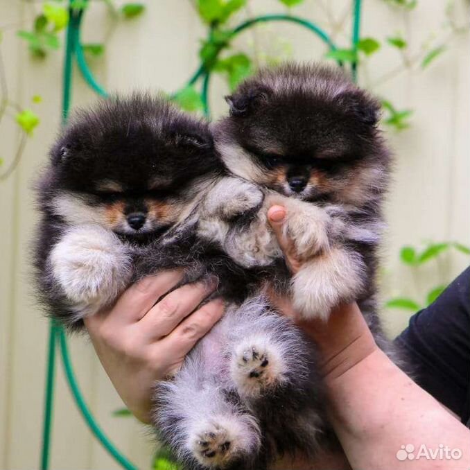 Очаровательный мальчишка и девочка с документами