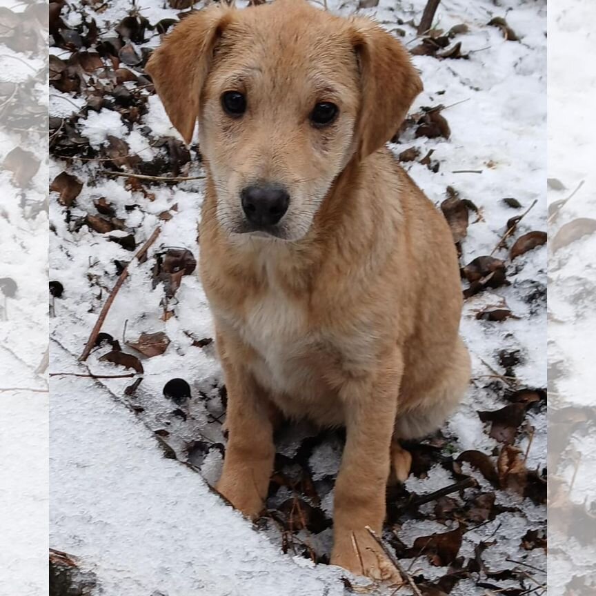 Щенок в добрые руки