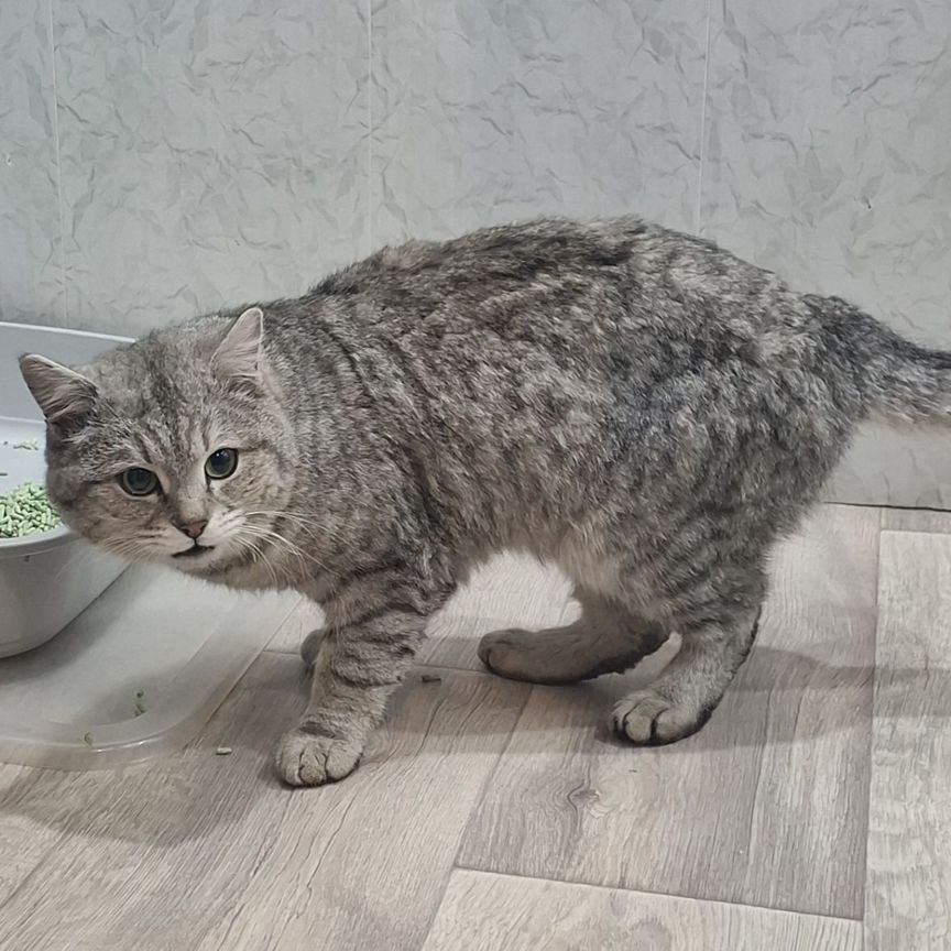 Взрослый кот в добрые руки