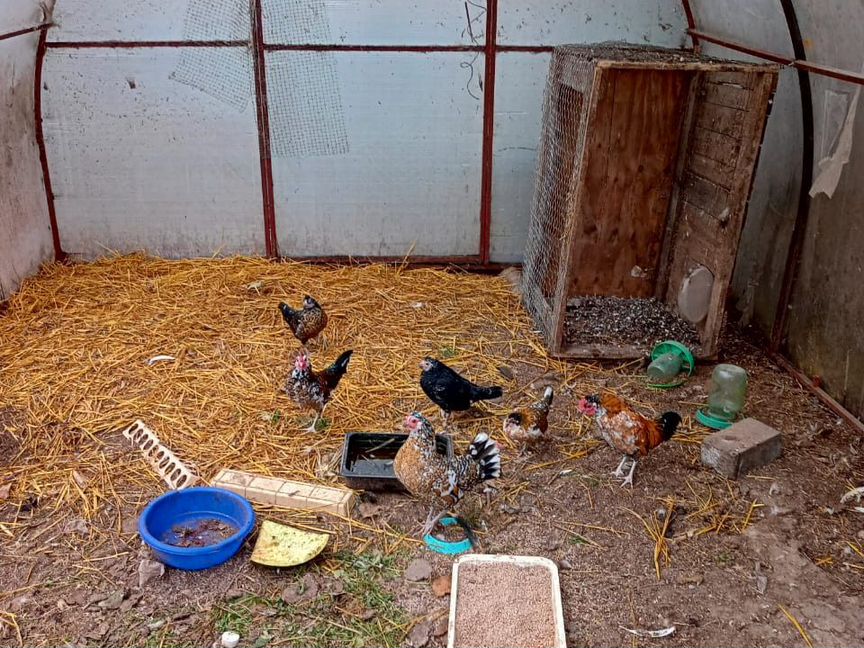 Куры бентамки