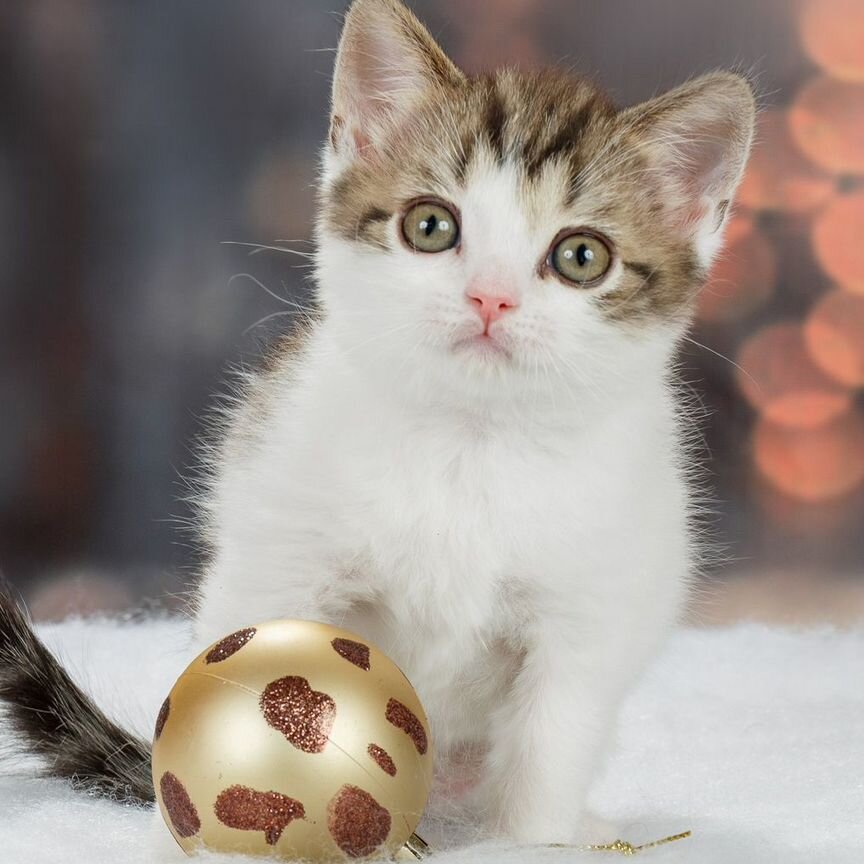 Шотландский прямоухий короткошёрстный котёнок