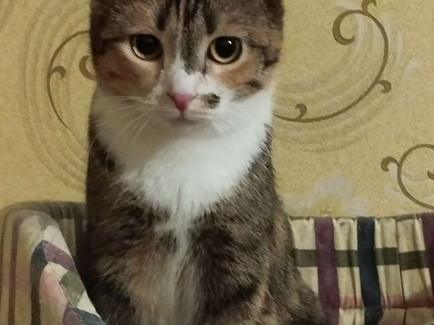 Кошка Жанна