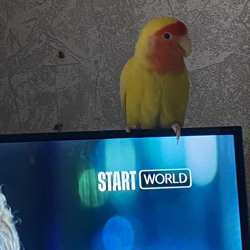 Попугай неразлучник