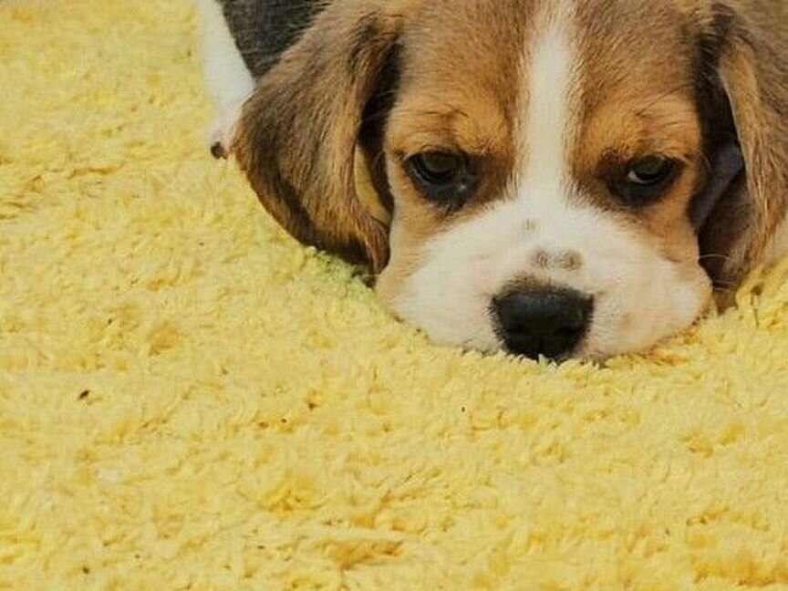 Бигль супер щенки