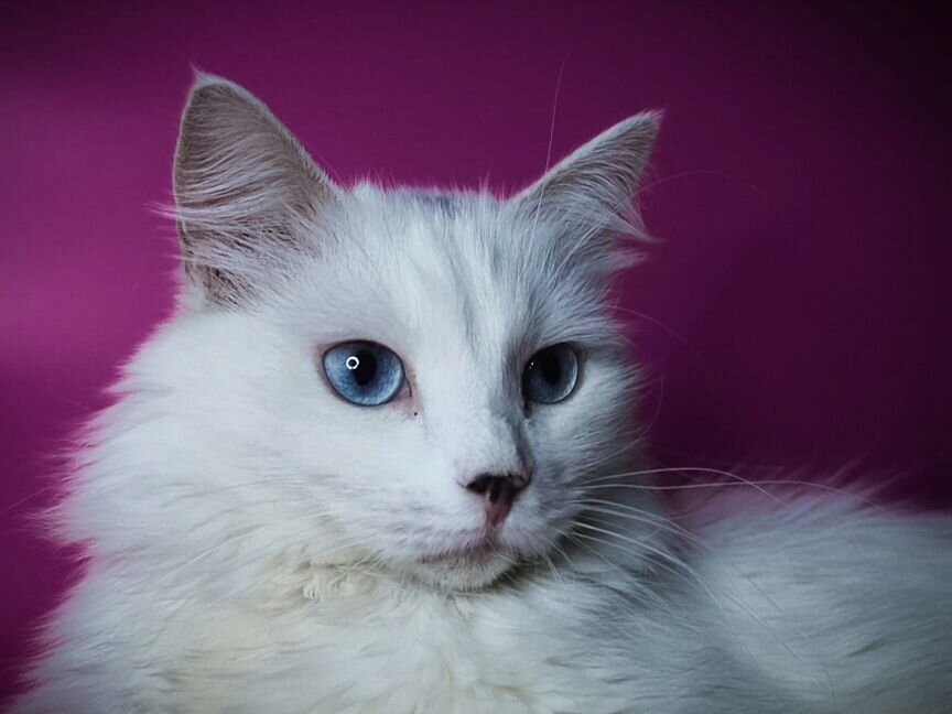 Турецкая ангора