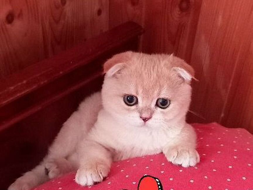 Шотландские котята золотая шиншилла