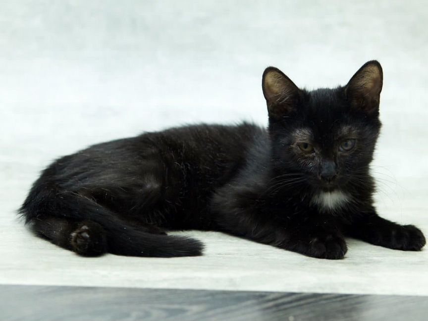 Маша, ищет дом, 2 месяца, лоток на 5+,здорова