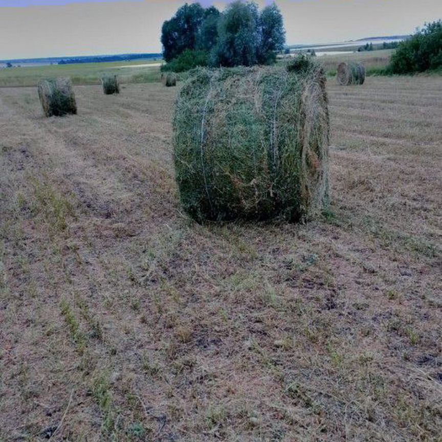Хорошее сено люцерна средний рулон