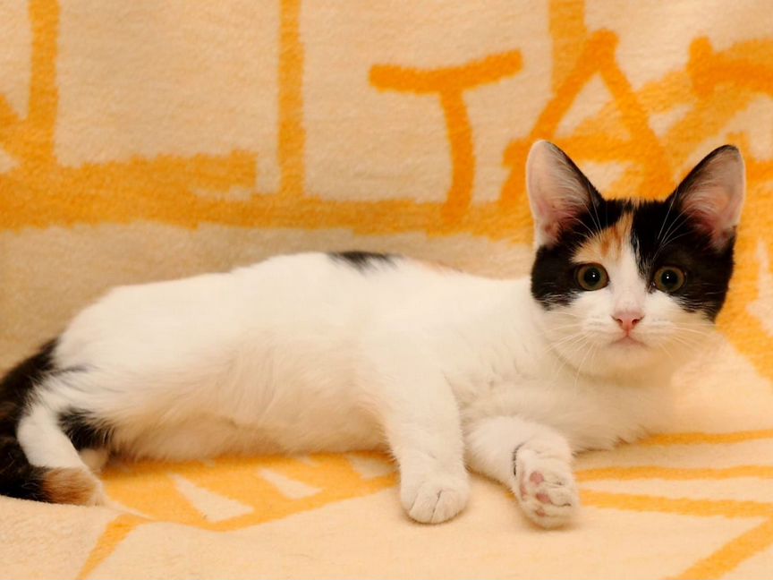 Котенок в добрые руки