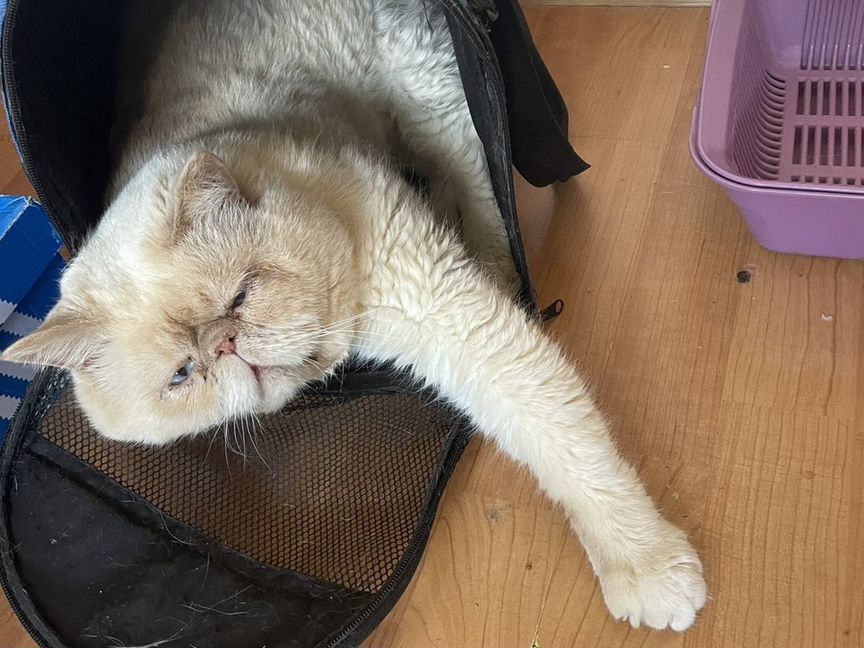 Кот, белый экзот персидский