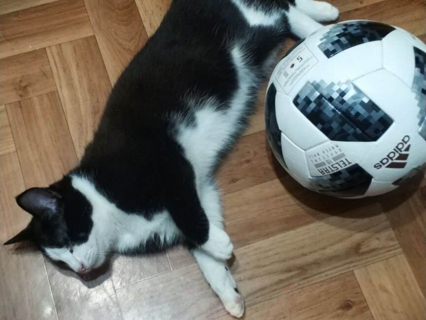 Котик