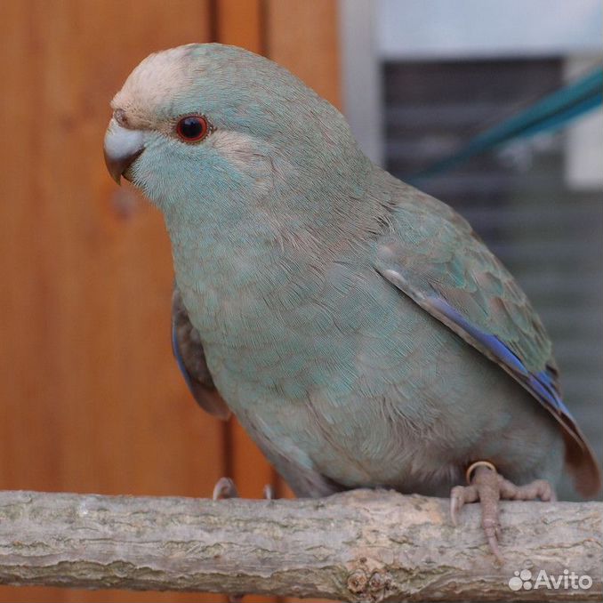 Какарик Голубой