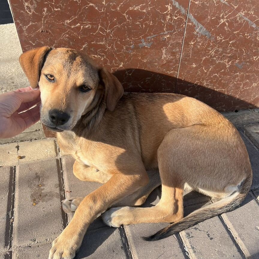 Добрейшая девочка в добрые руки