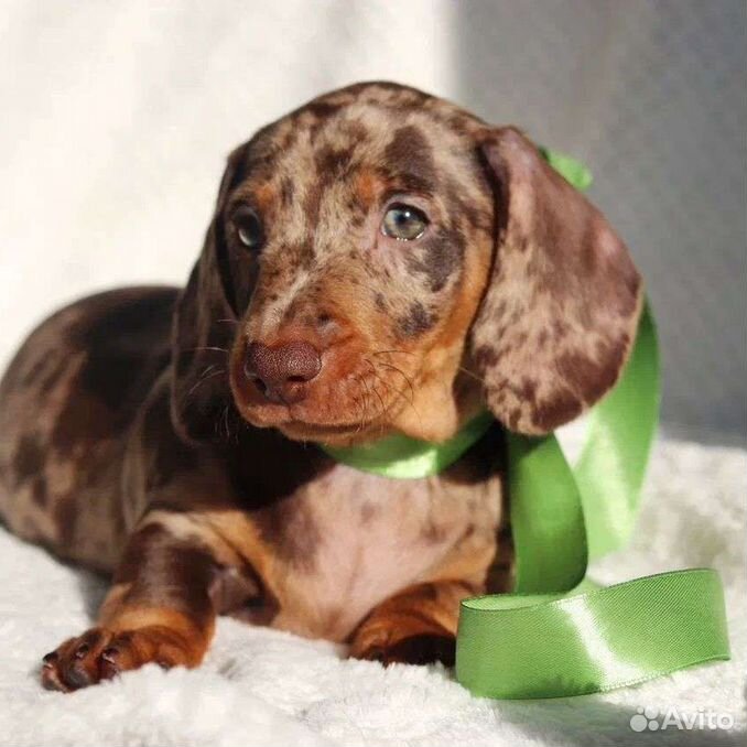 Мраморный красавчик